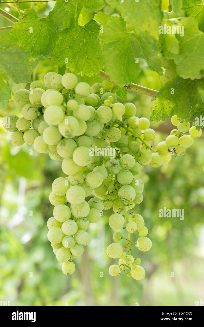 Procida Italy White Wine Grapes in a Vineyard Stock Photo - Alamy