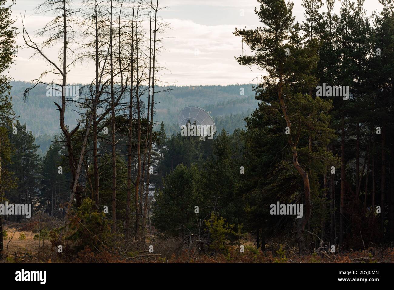 Big satellite dish antennas hidden in green pine tree forest ... Big satellite dish antennas hidden in green pine tree forest ...