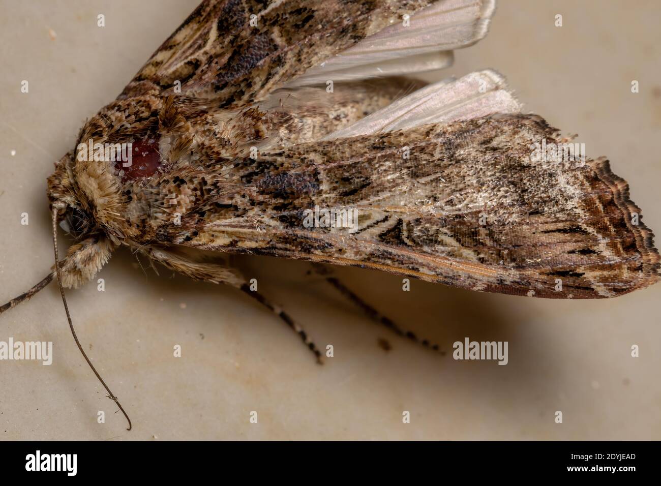 Fall armyworm moth hi-res stock photography and images - Alamy