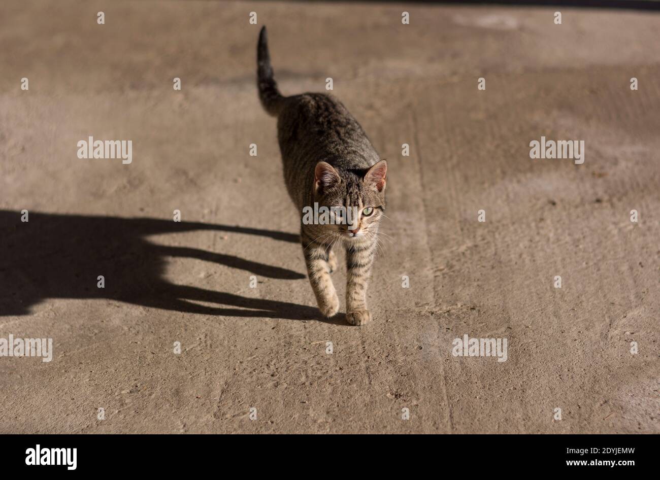 Gato gato mascota hi-res stock photography and images - Alamy