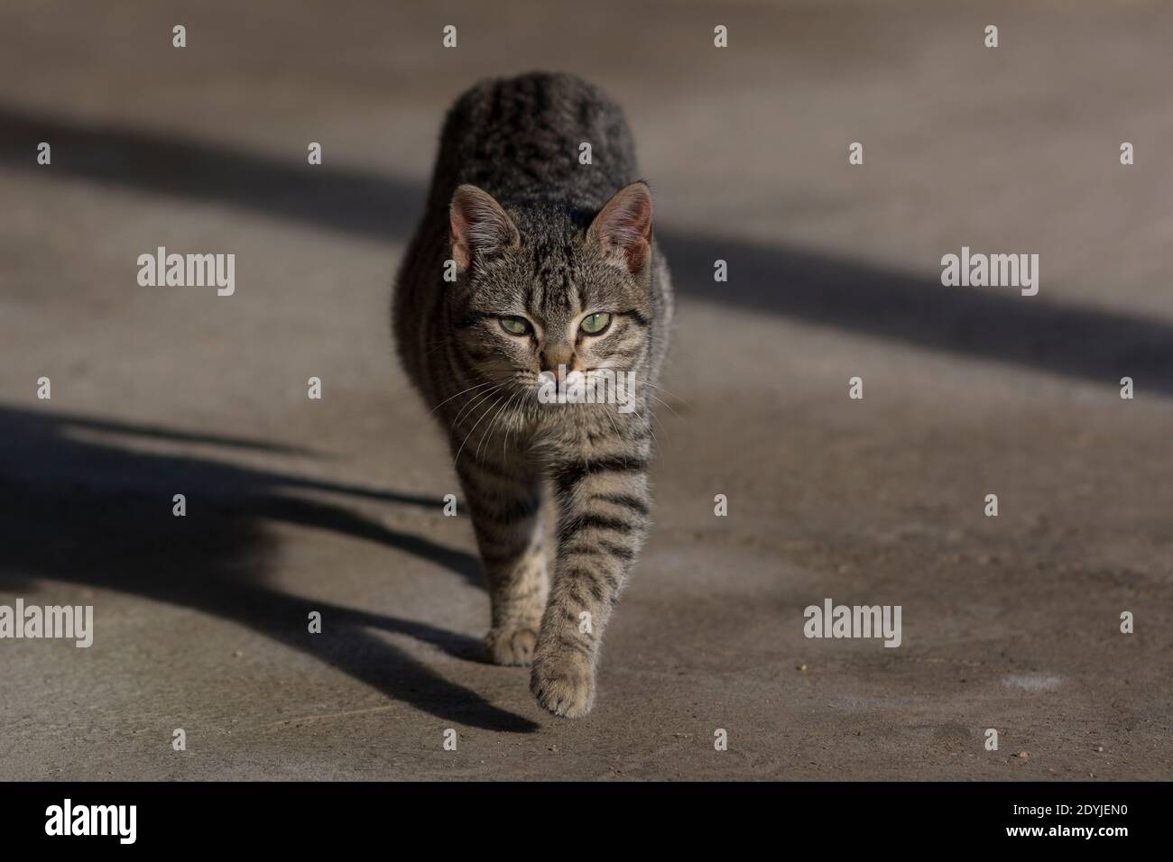 Gato mascota animal hi-res stock photography and images - Alamy