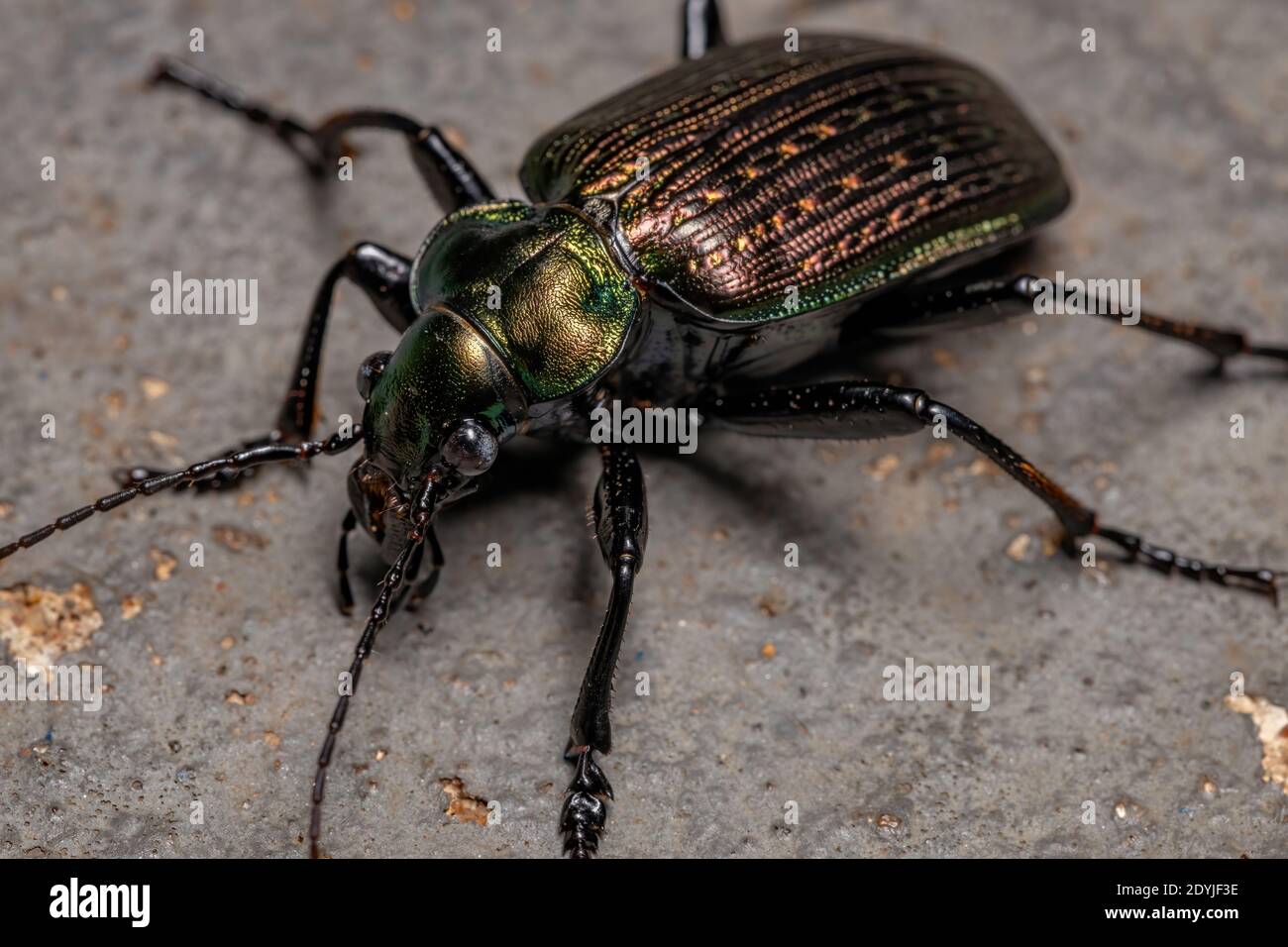 Carabina carabina hi-res stock photography and images - Alamy