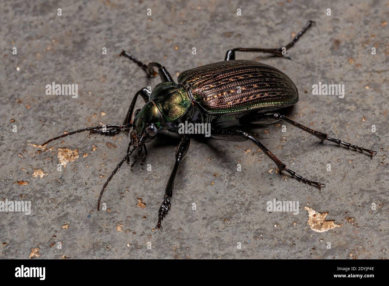Adult Caterpillar hunter Beetle of the species Calosoma alternans Stock ...