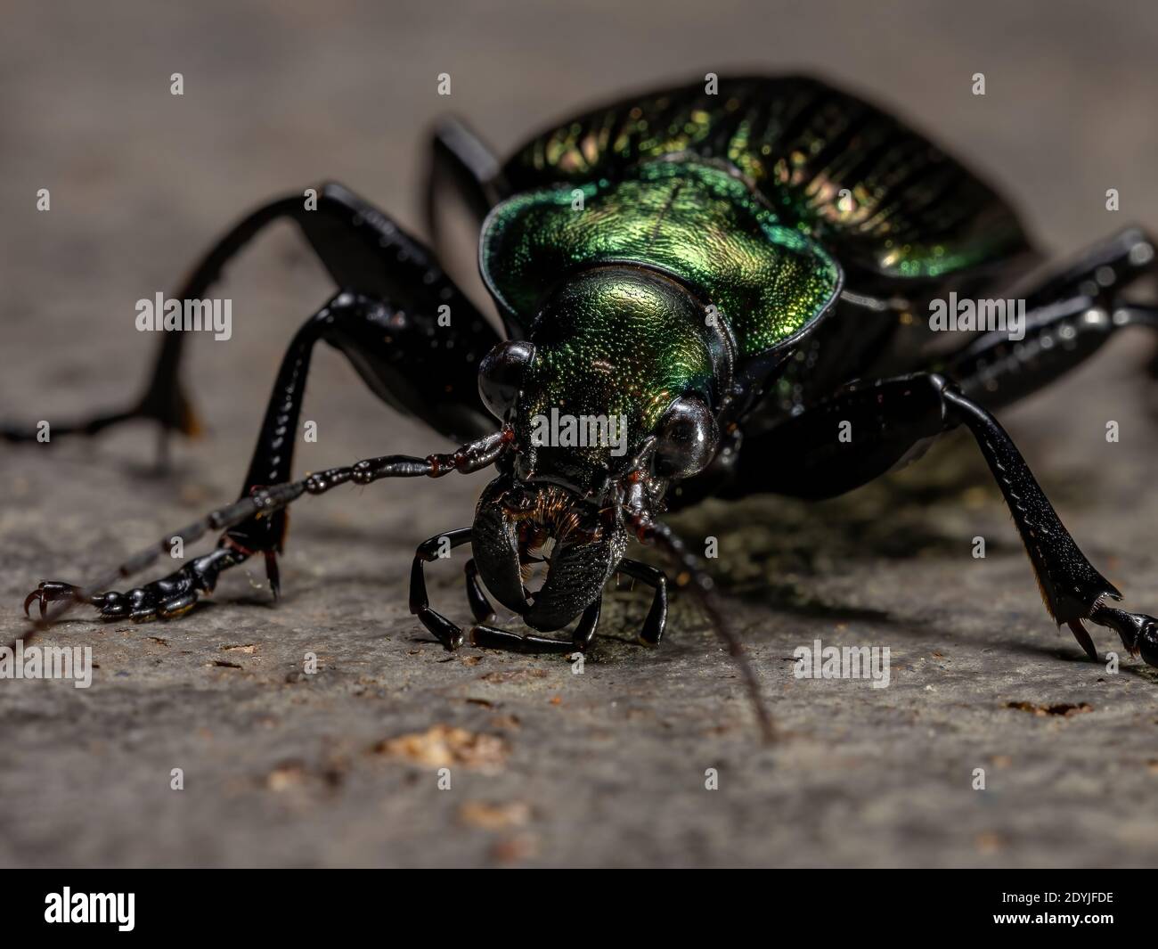 Adult Caterpillar hunter Beetle of the species Calosoma alternans Stock ...