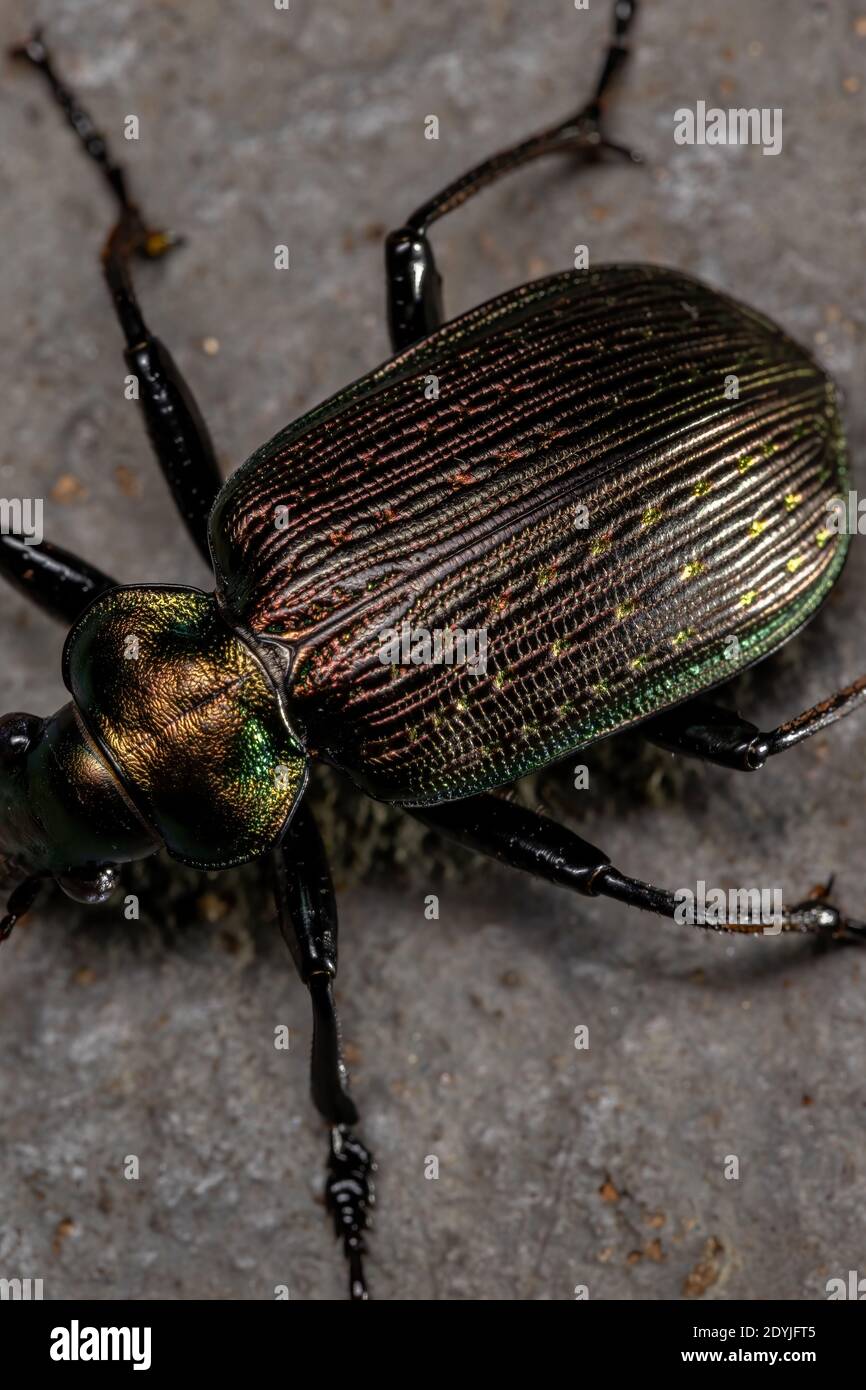 Adult Caterpillar hunter Beetle of the species Calosoma alternans Stock ...