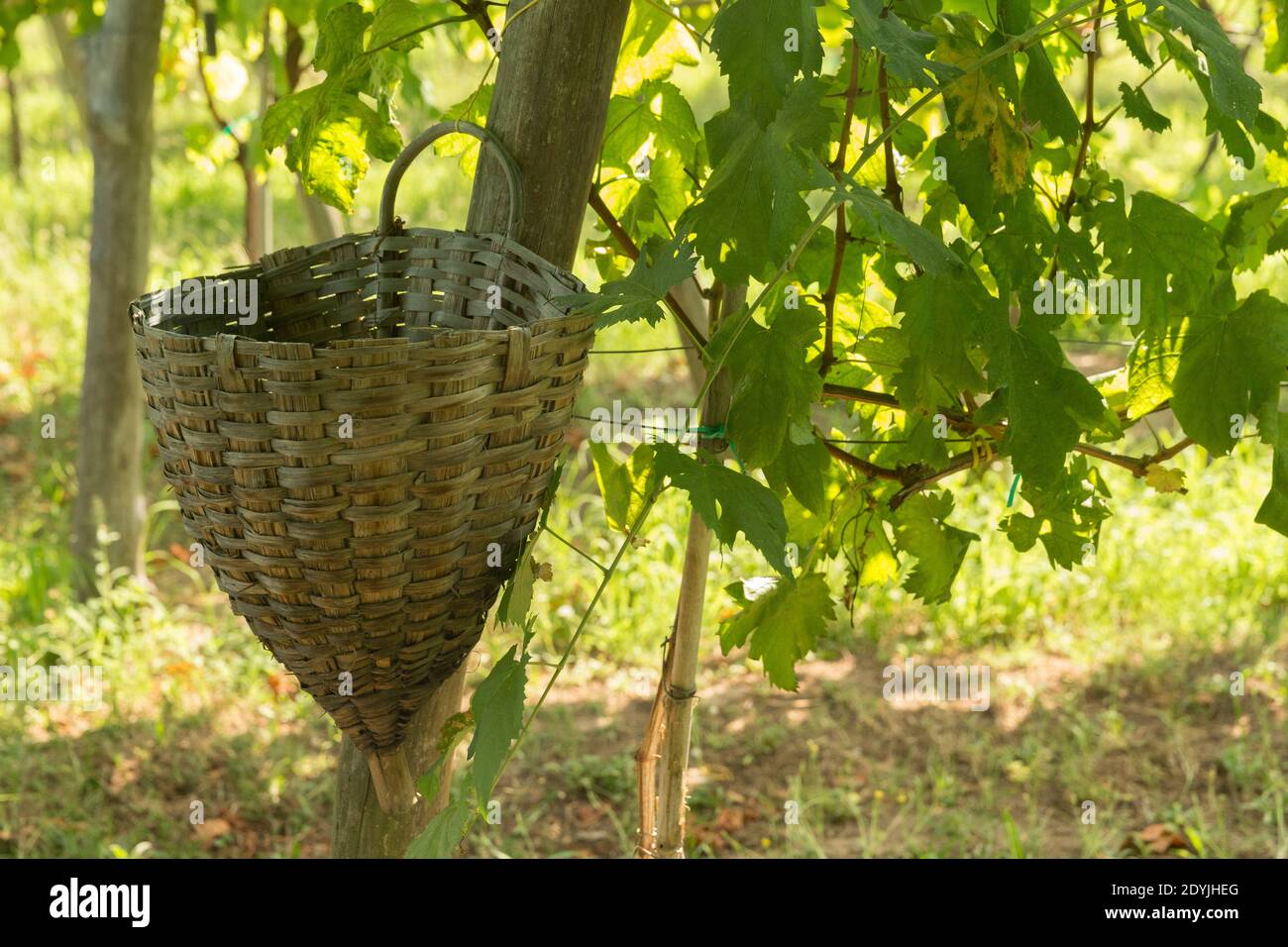 Procida Italy Traditional Wine Harvesting Basket Hanging in a Vineyard ...