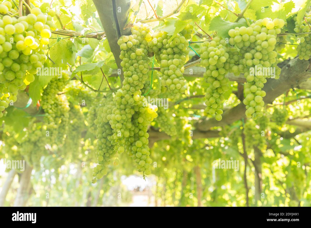 Procida Italy White Wine Grapes in a Vineyard Stock Photo - Alamy