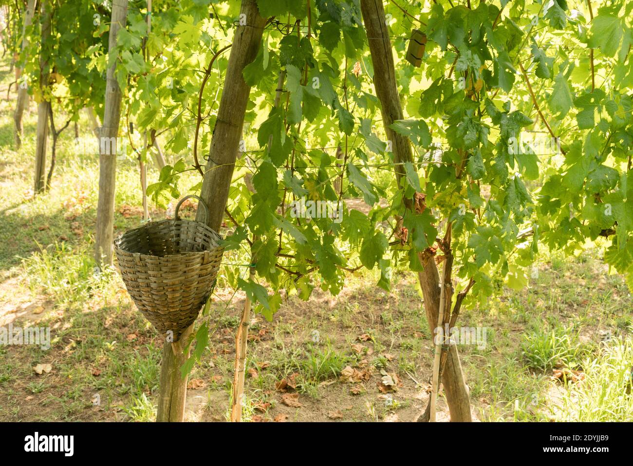 Procida Italy Traditional Wine Harvesting Basket Hanging in a Vineyard ...