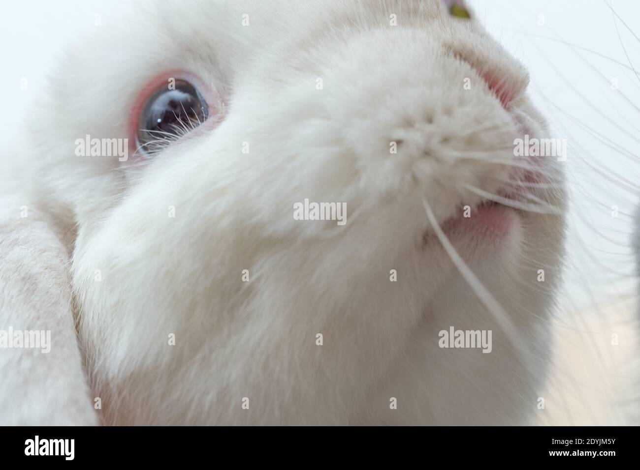 A loped ear white pet rabbit looking at the camera in white background ...