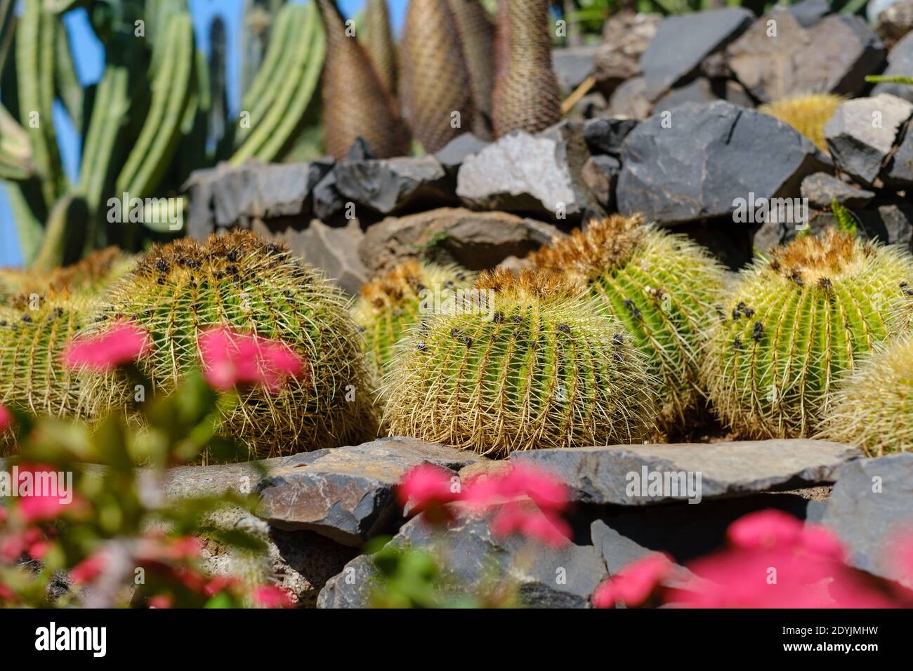 Round plant with thorns hi-res stock photography and images - Alamy