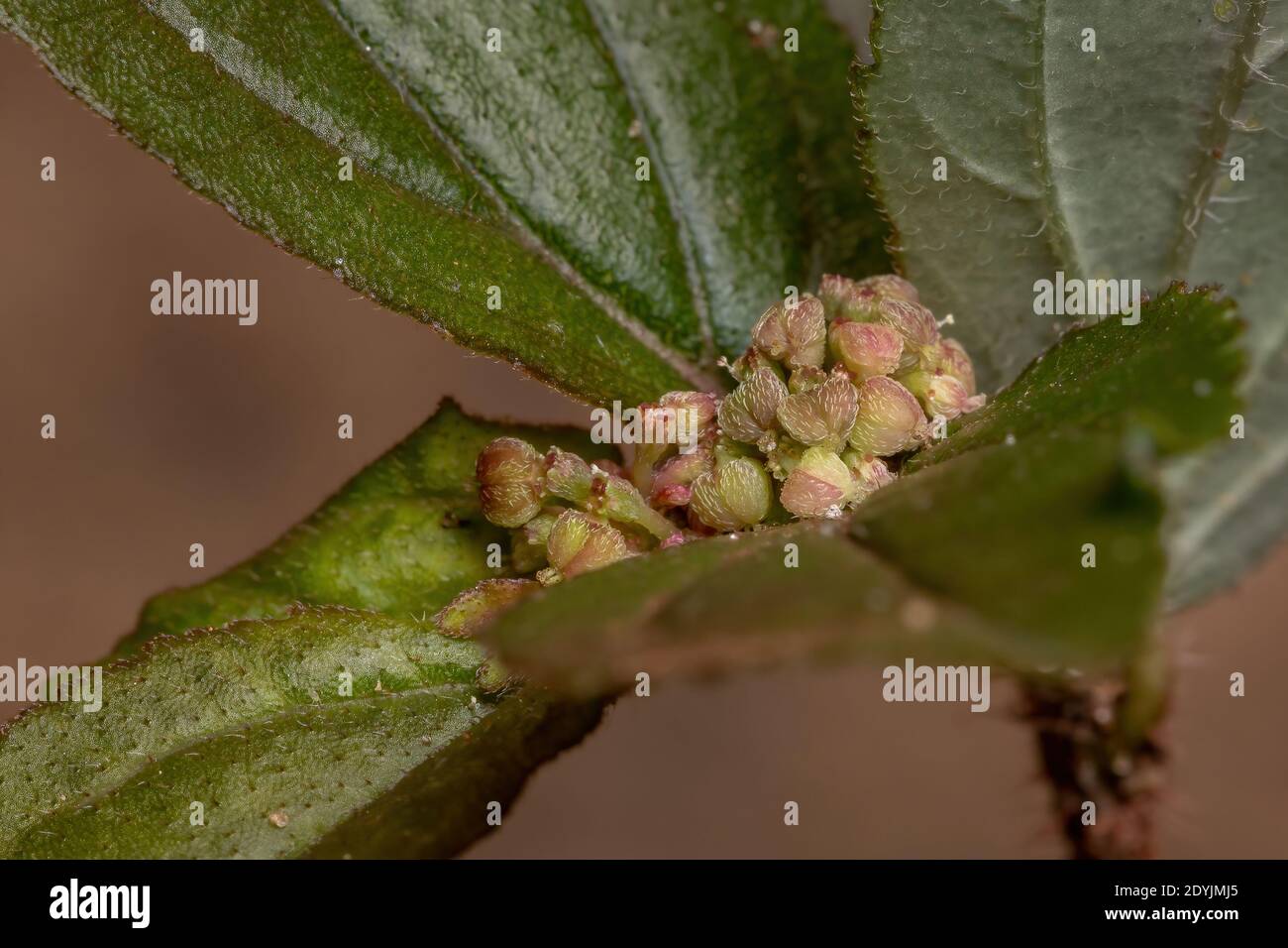 Flower of a Asthma Plant of the species Euphorbia hirta Stock Photo - Alamy