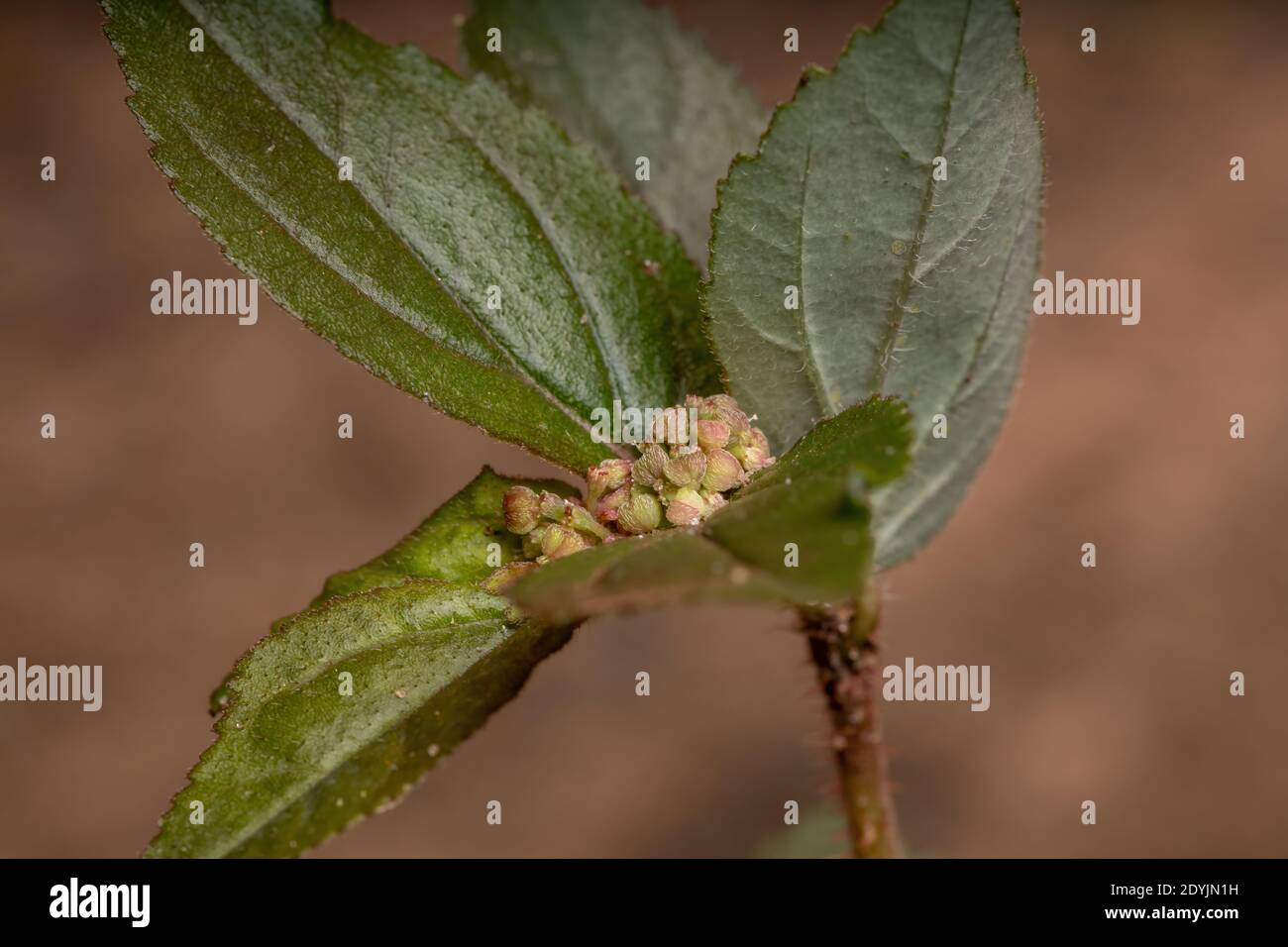 Flower of a Asthma Plant of the species Euphorbia hirta Stock Photo - Alamy
