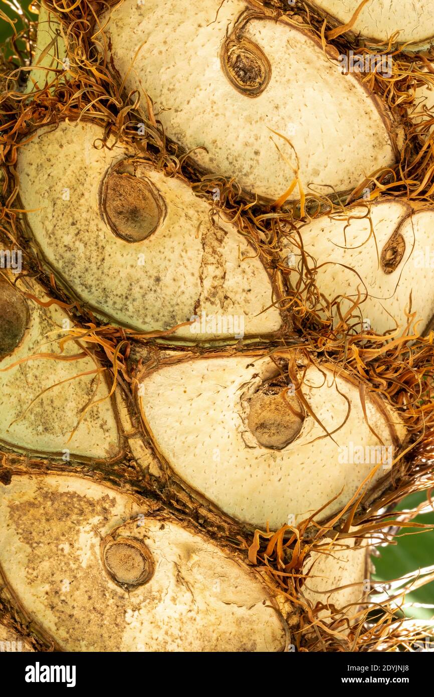 oval shaped pattern seen in a closeup macro of a tree trunk with a ...