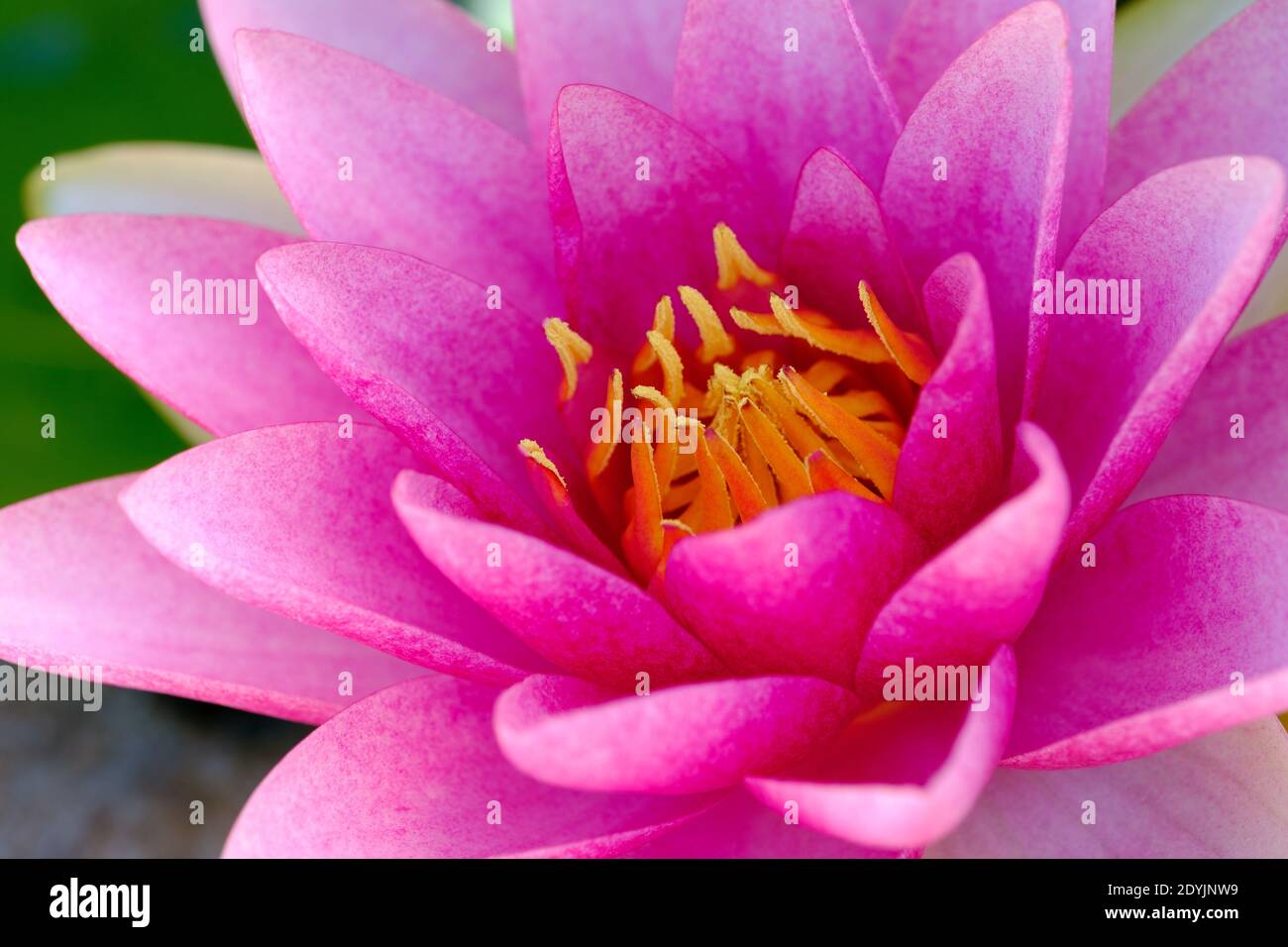 Diagonal view macro closeup of a bright pink lotus flower with yellow ...