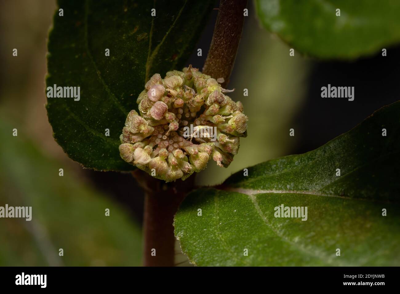 Flower of a Asthma Plant of the species Euphorbia hirta Stock Photo - Alamy