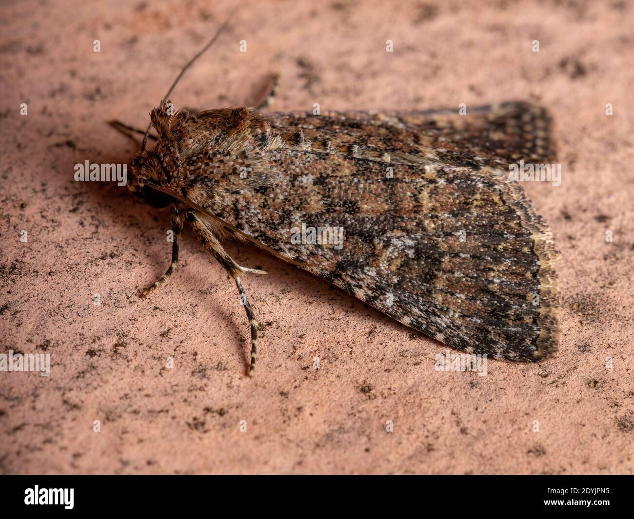 Adult brown moth of the Genus Condica in the wall Stock Photo - Alamy