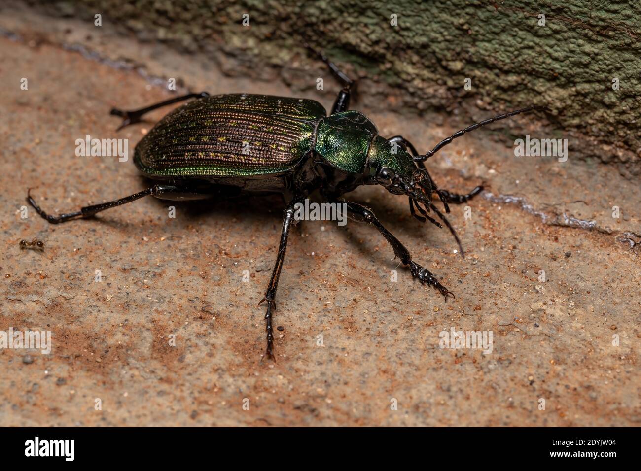 Adult Caterpillar hunter Beetle of the species Calosoma alternans Stock ...