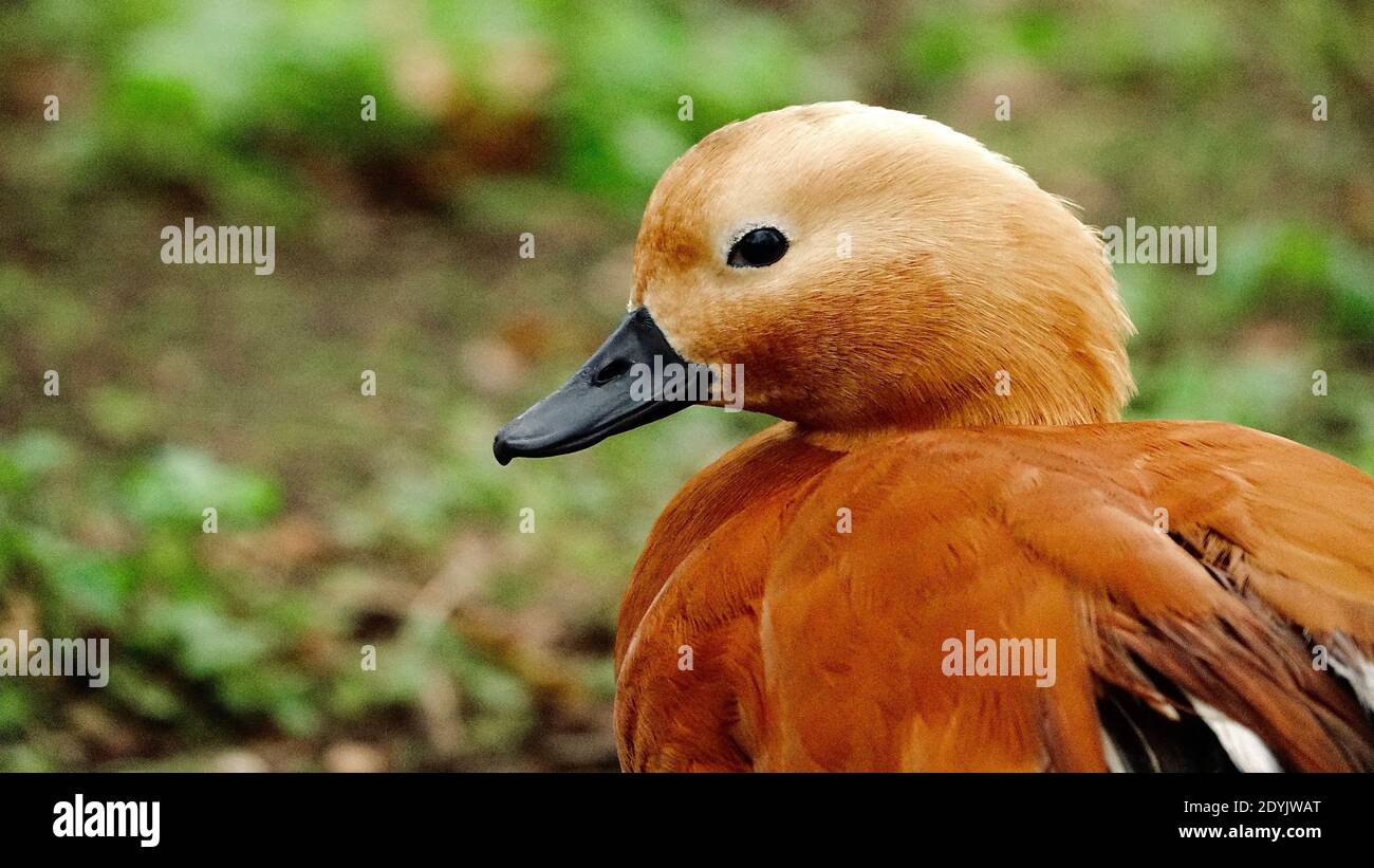 Ruddy Shelduck / Brahminy duck in St James’ Park, London Stock Photo ...