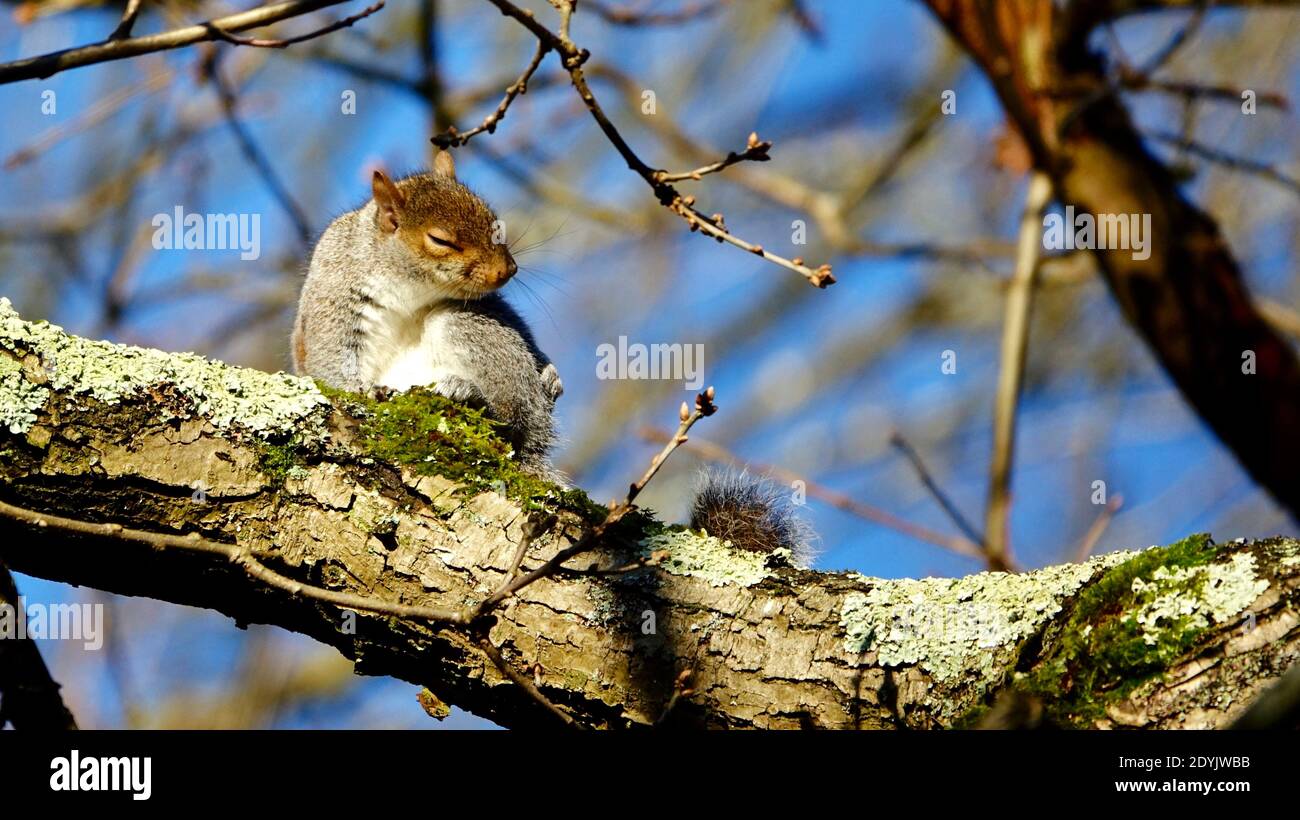 Sleeping squirrel hi-res stock photography and images - Alamy