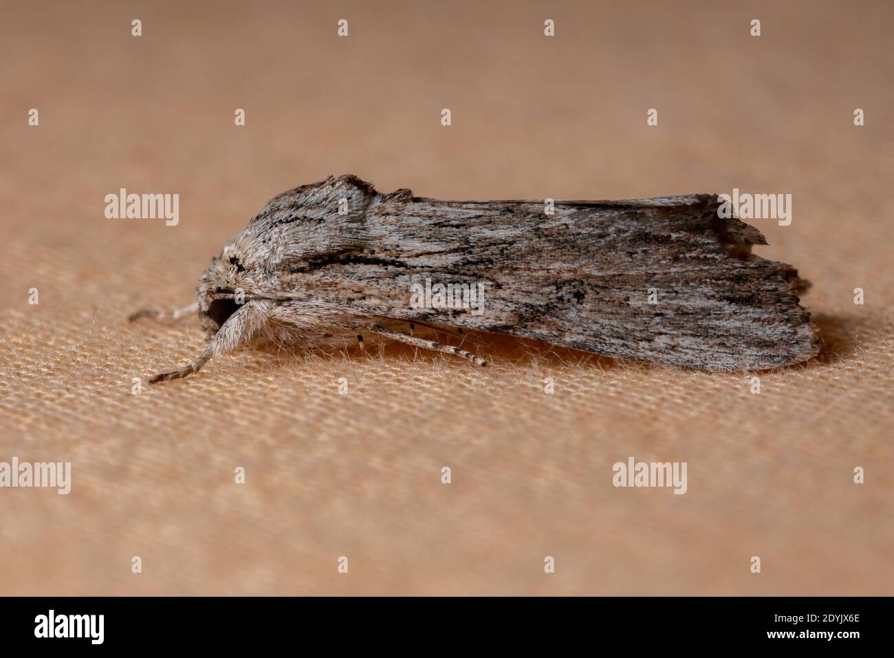 Adult Armyworm Moth of the Genus Spodoptera Stock Photo - Alamy