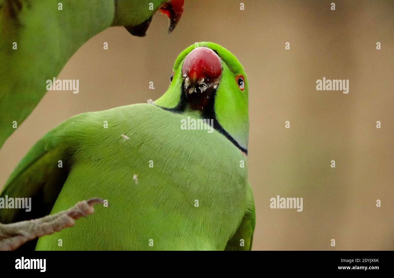 Rose-ringed parakeet (Psittacula krameri) in St James Park, London ...