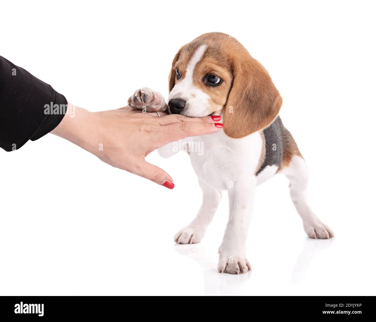 Puppy beagle dog chewing on a hand on white background Stock Photo - Alamy