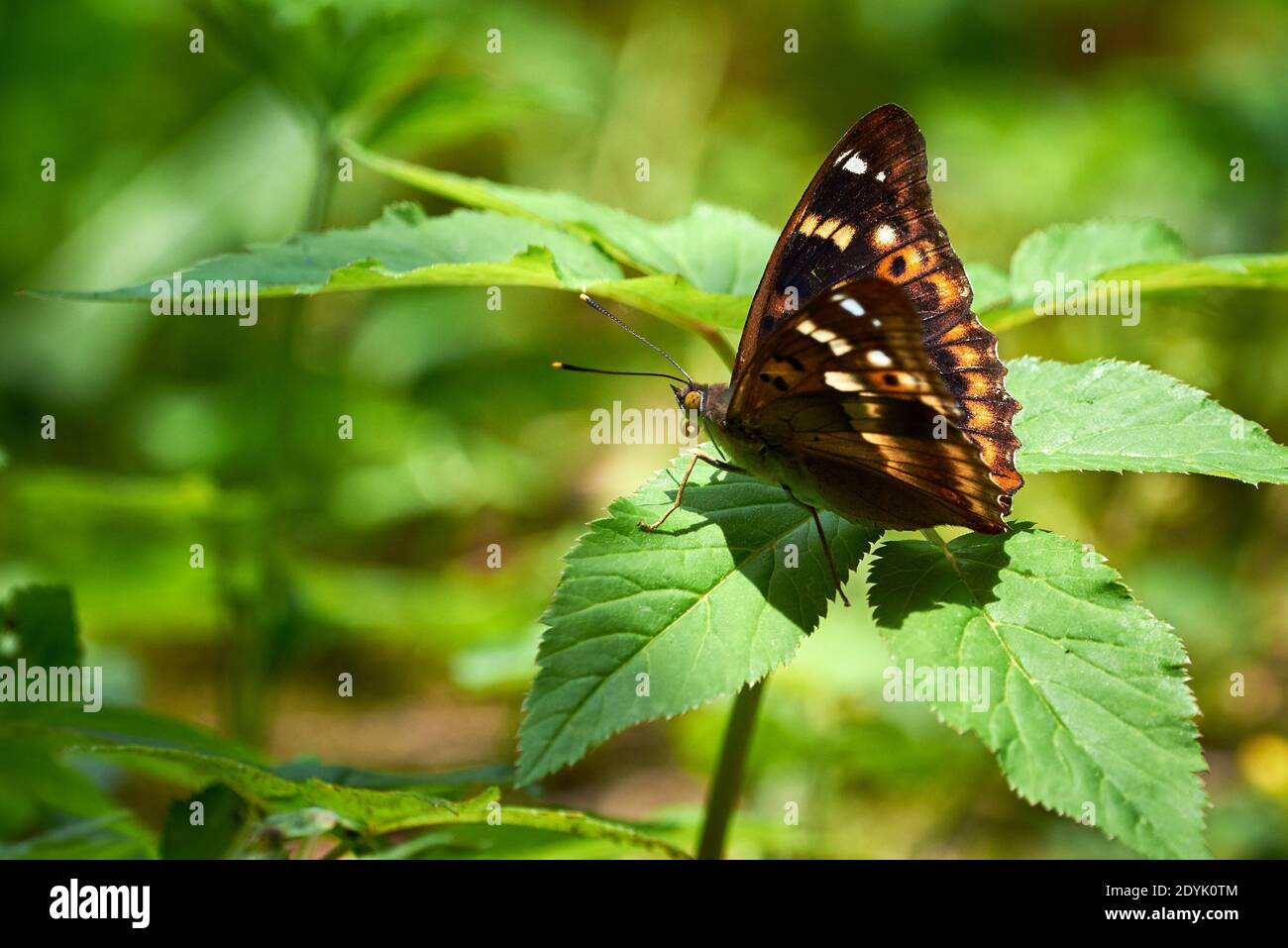 Lesser purple emperor butterfly (Apatura ilia Stock Photo - Alamy