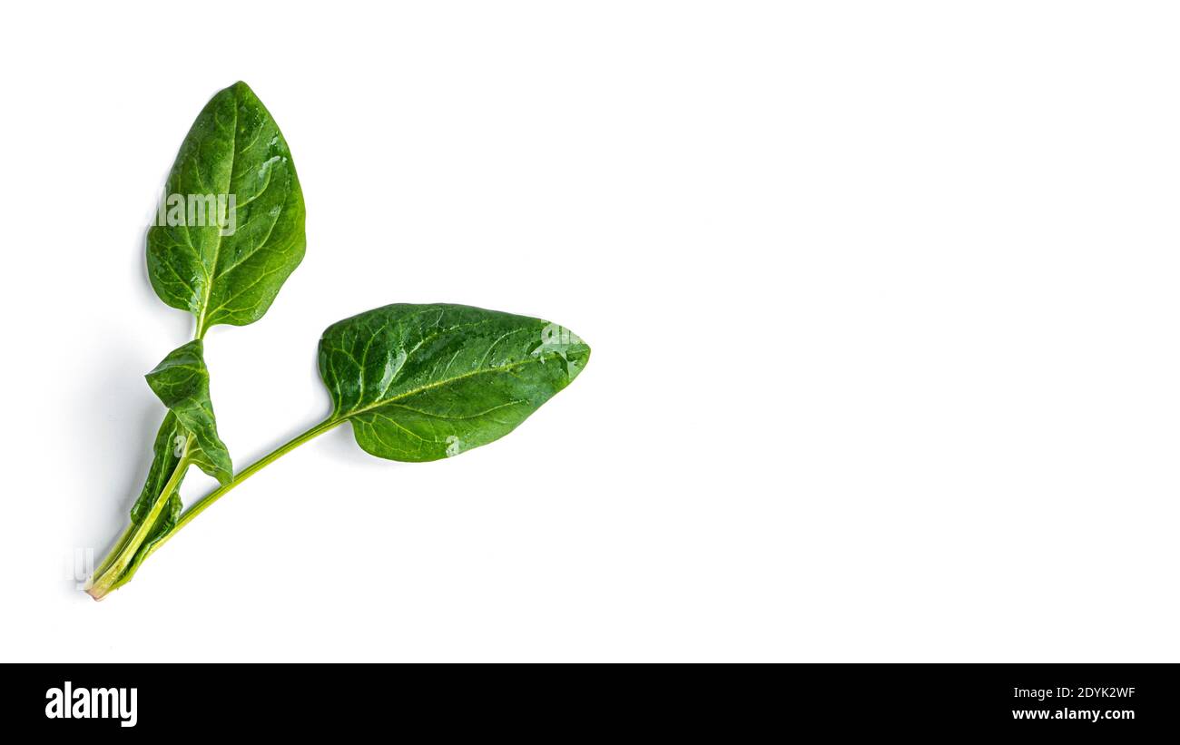 Fresh spinach on a white background. High quality photo Stock Photo - Alamy