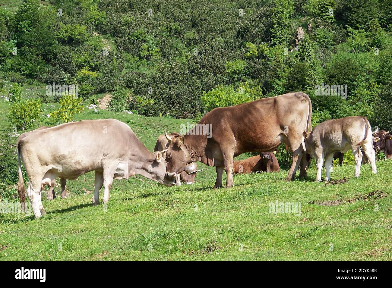 Two Oxen High Resolution Stock Photography and Images - Alamy