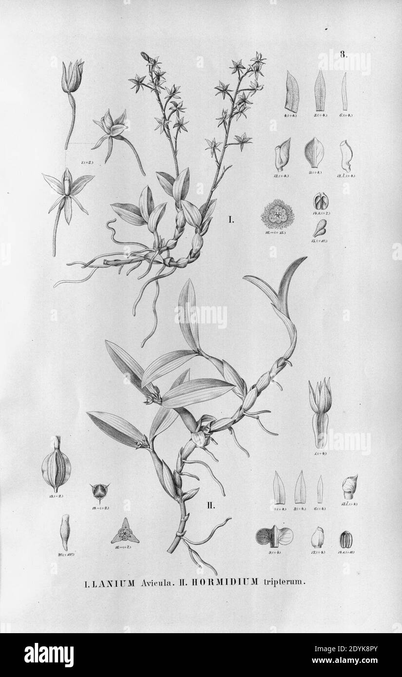 Avicula hi-res stock photography and images - Alamy