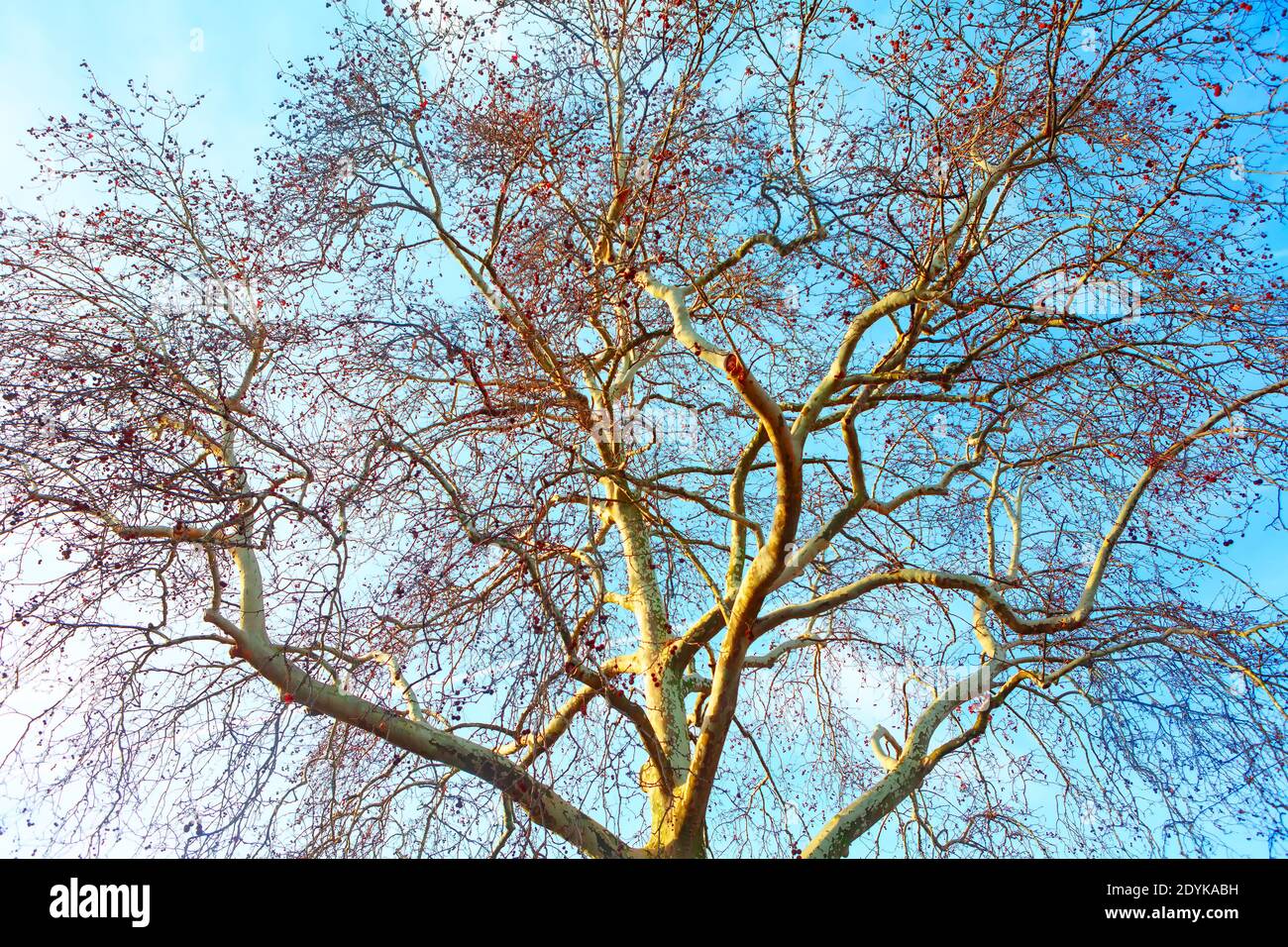 Tree with big empty branches Stock Photo - Alamy