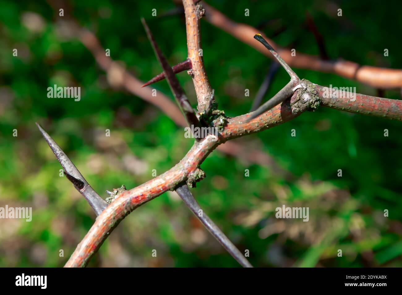 Rainforest tree thorns hi-res stock photography and images - Alamy
