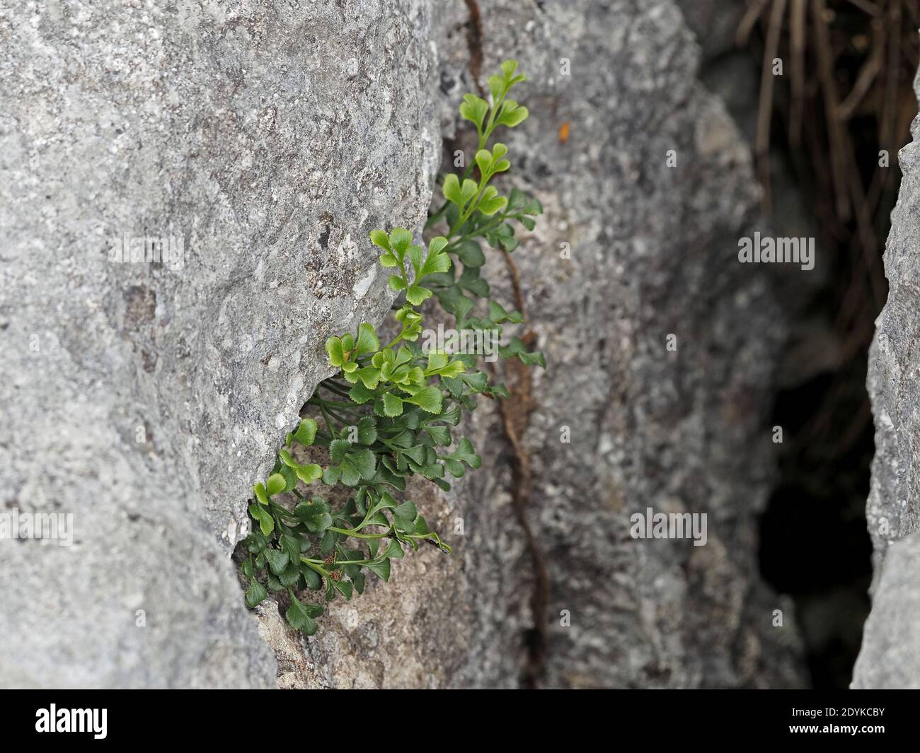 Wall Rue (Asplenium ruta-muraria) a species of fern, growing in cracks ...
