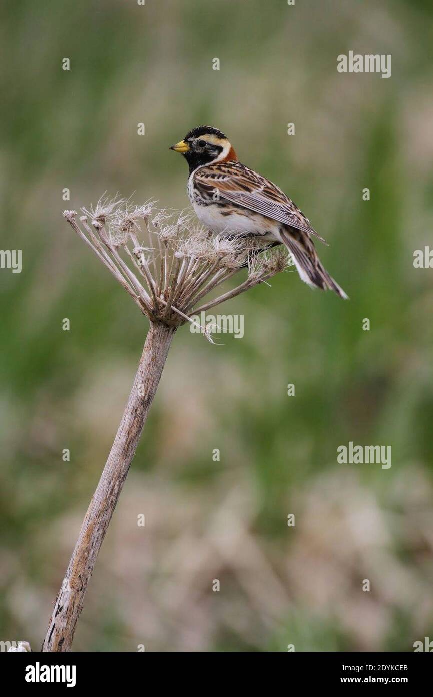 Buldir island hi-res stock photography and images - Alamy
