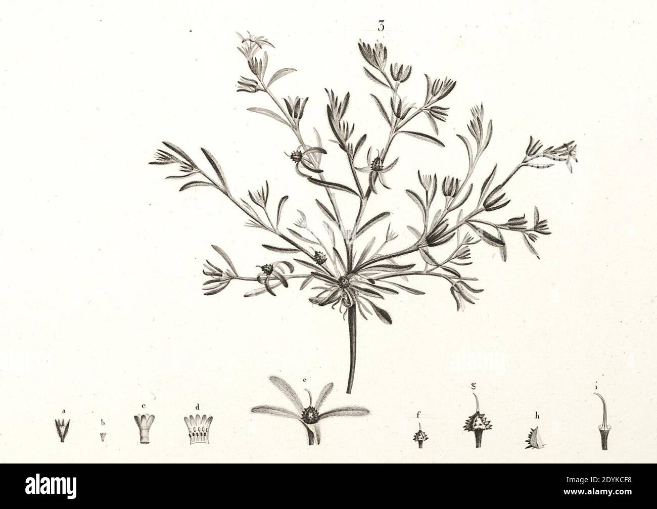 Lappula spinocarpos Description de l'Égypte (Pl. 17 Stock Photo - Alamy