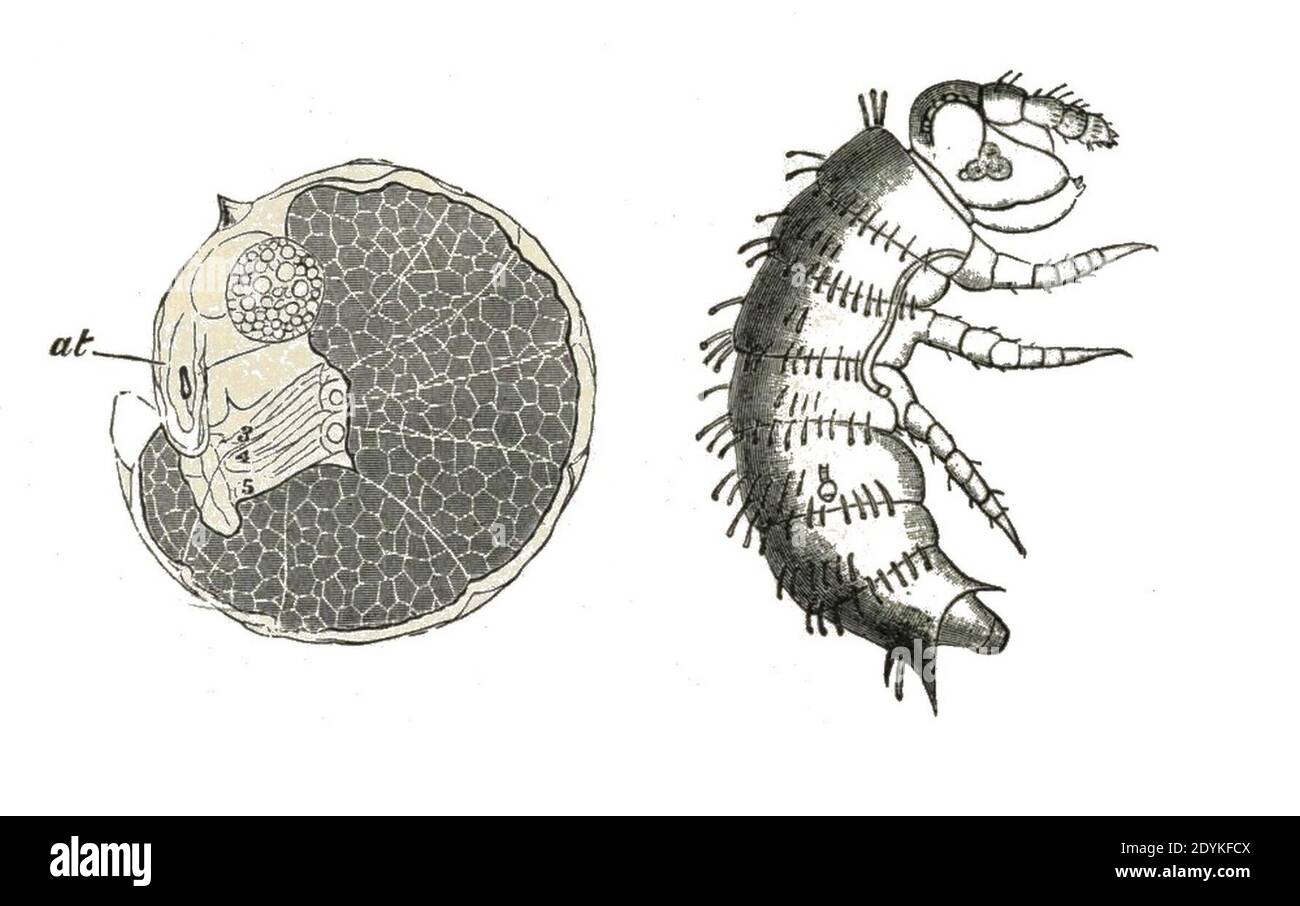Larval stages millipedes - A student's text-book of zoology Stock Photo ...