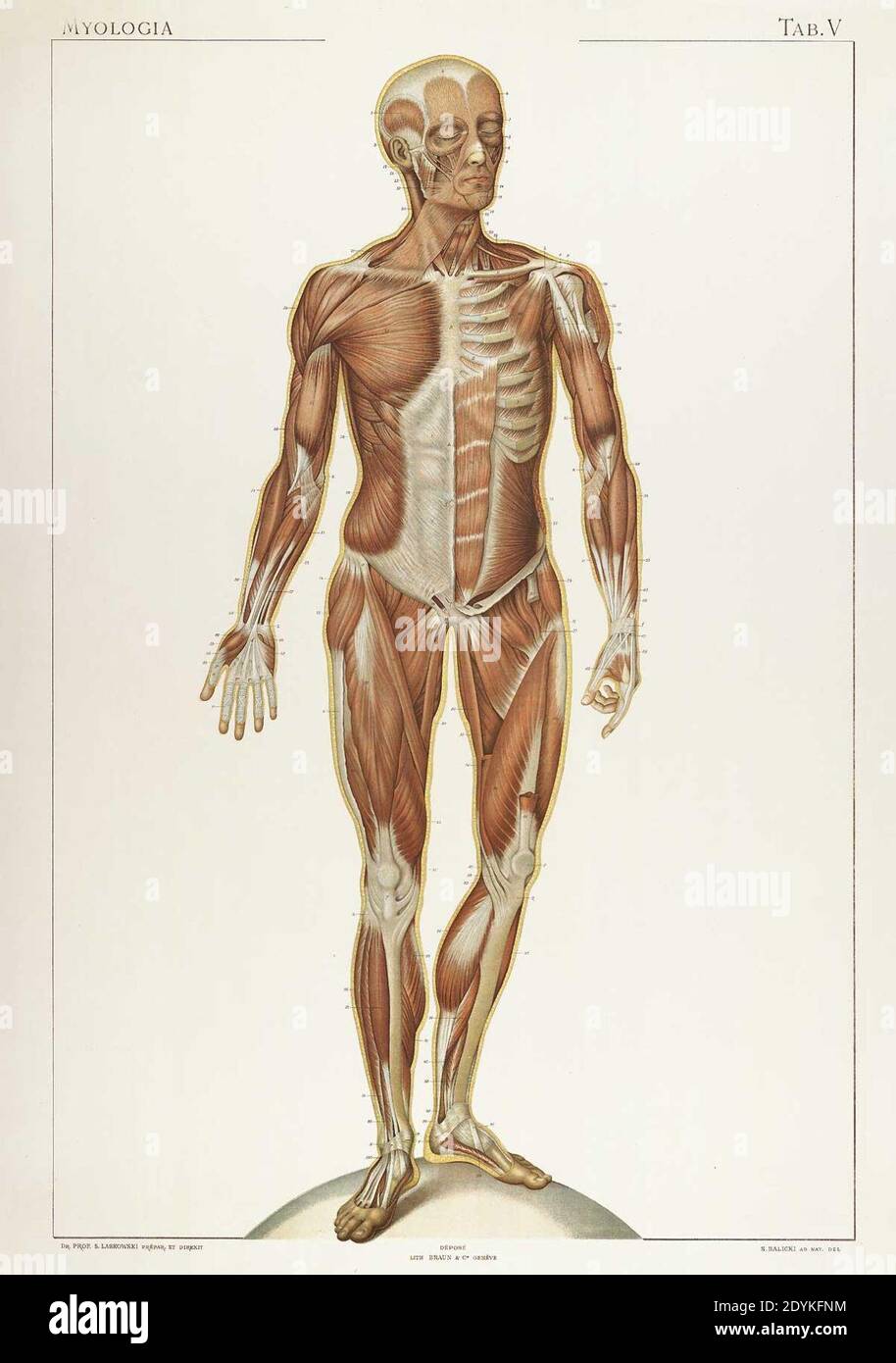 Laskowski Anatomie normale 05 Stock Photo - Alamy