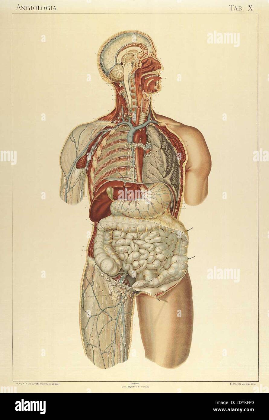 Anatomie normale hi-res stock photography and images - Alamy