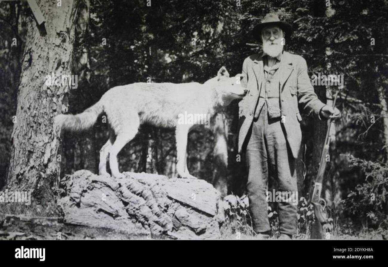 Last Adirondack Wolf (1893 Stock Photo - Alamy