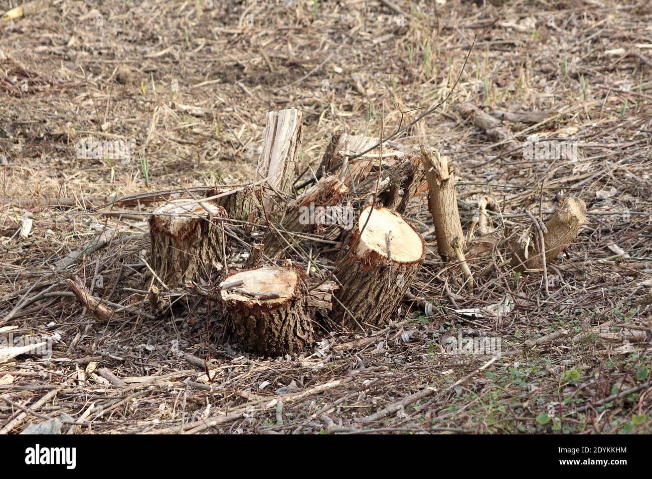 Cut down and chopped down trees with multiple tree stubs left in field ...