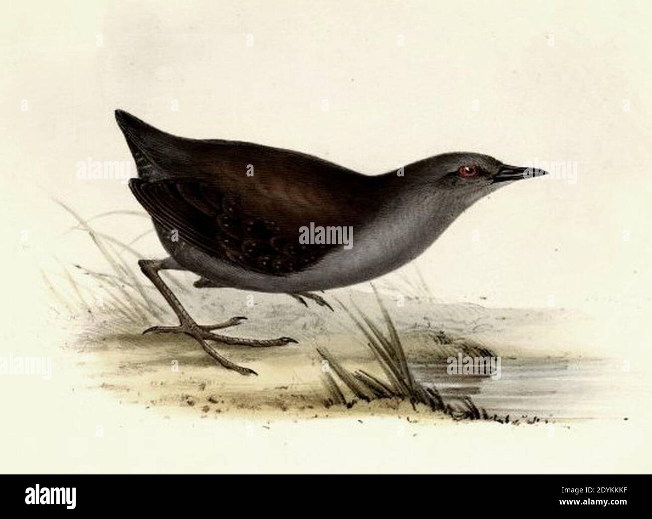 Laterallus hi-res stock photography and images - Alamy