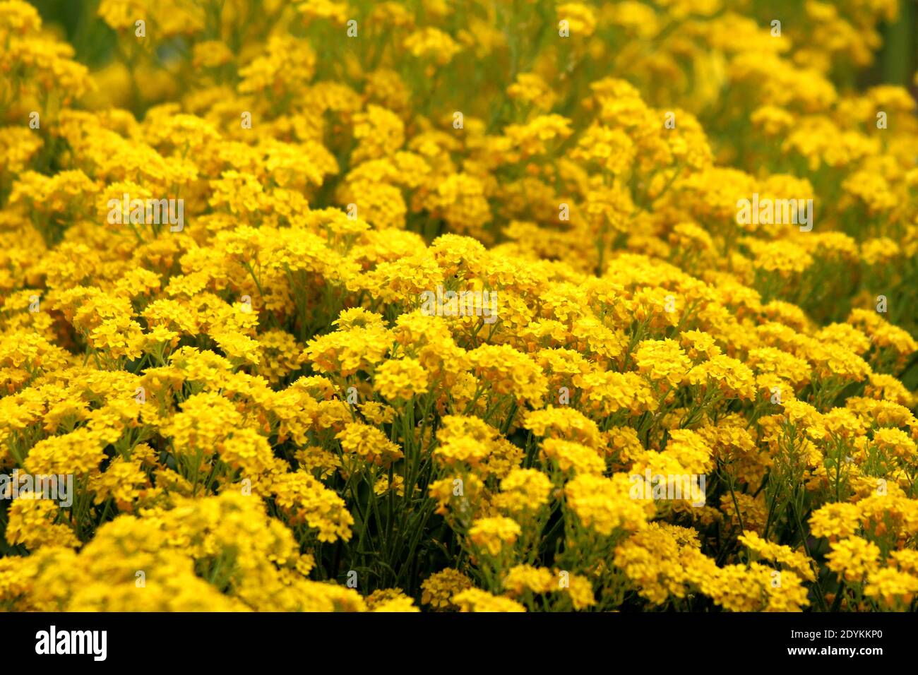 Gold dust plants hi-res stock photography and images - Alamy