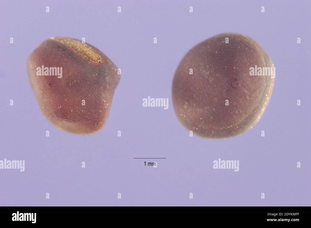 Lathyrus seeds hi-res stock photography and images - Alamy