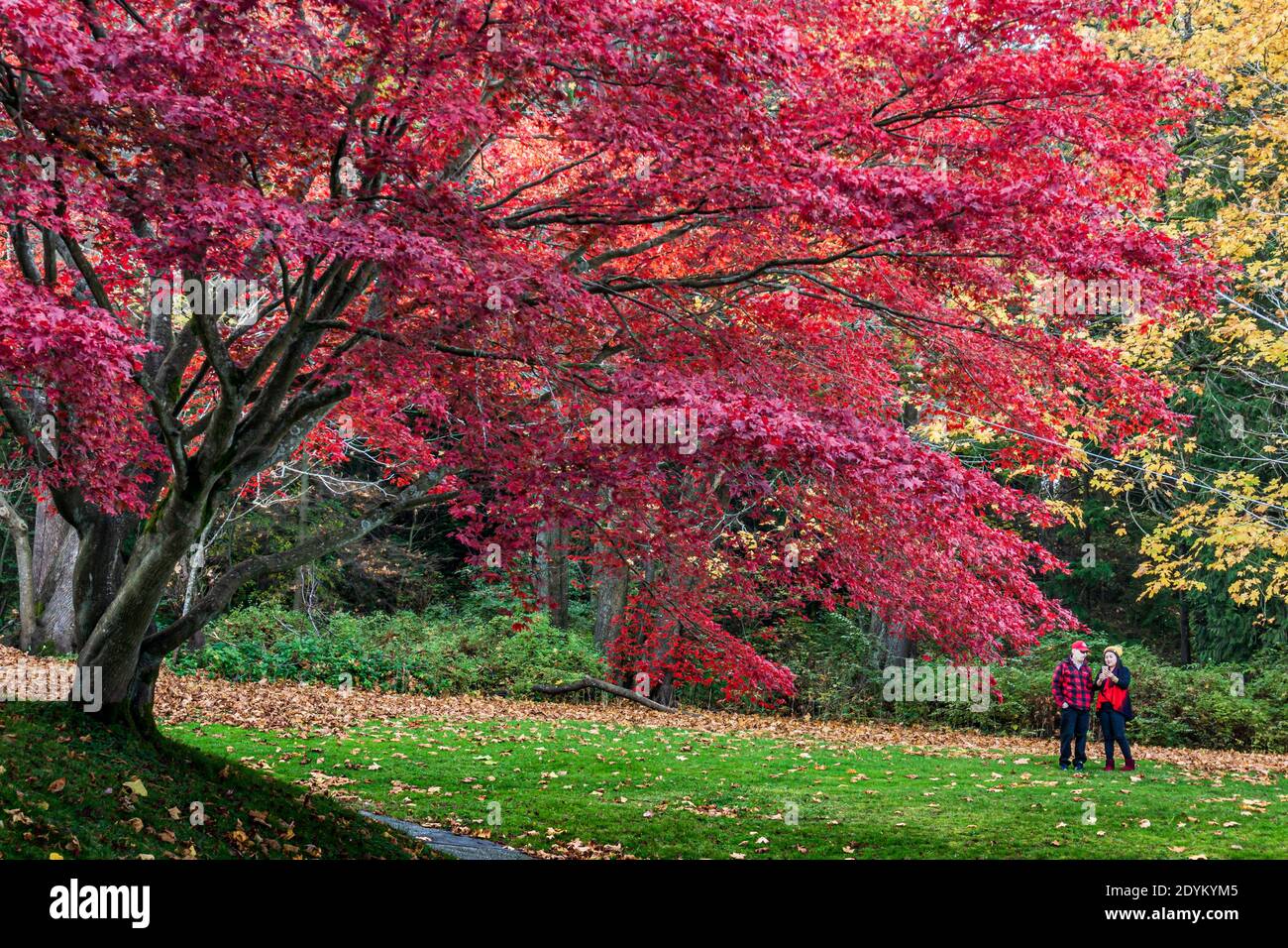 Red oak tree canada hi-res stock photography and images - Alamy