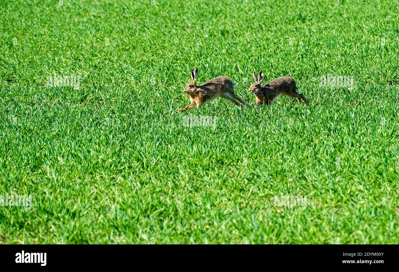 Two rabbits jumping hi-res stock photography and images - Alamy