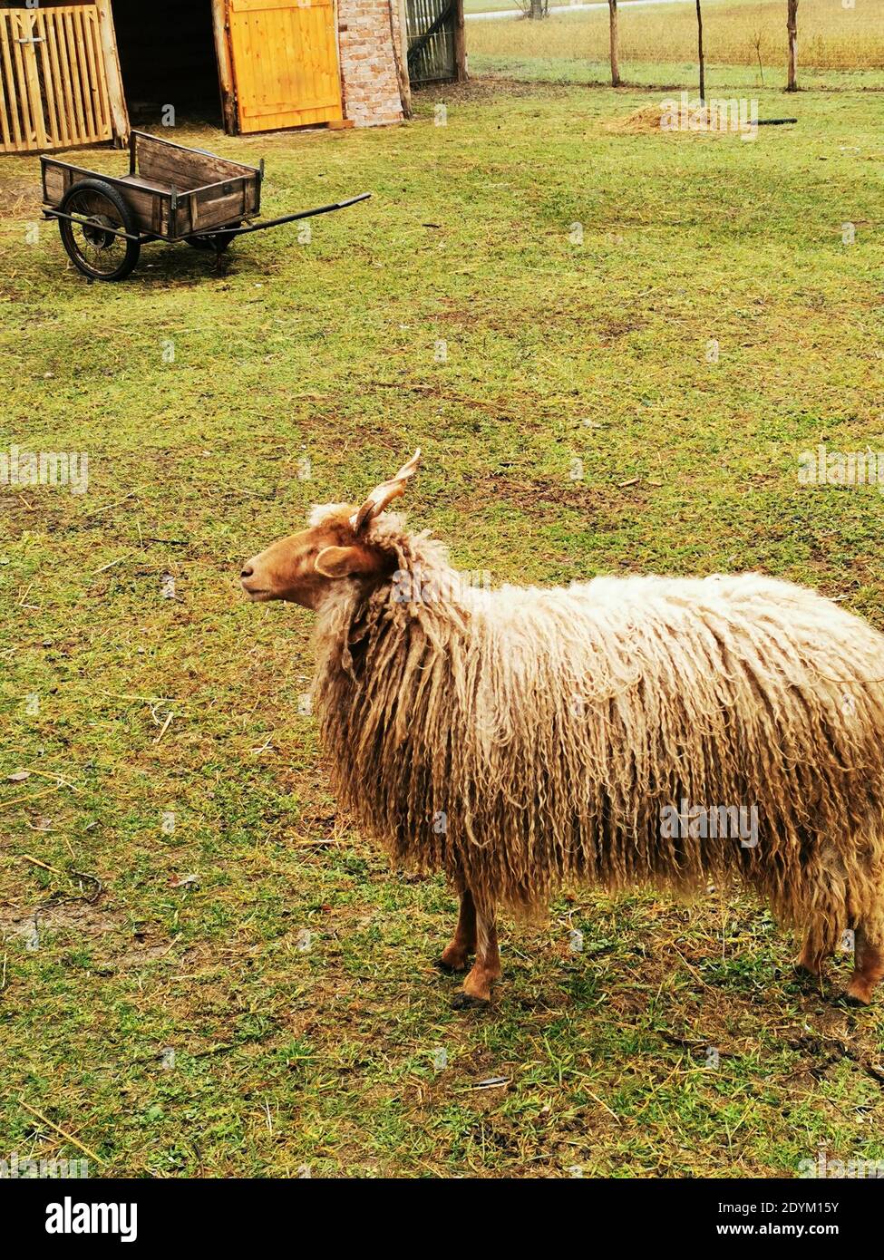 Sheep spiral horns hi-res stock photography and images - Alamy