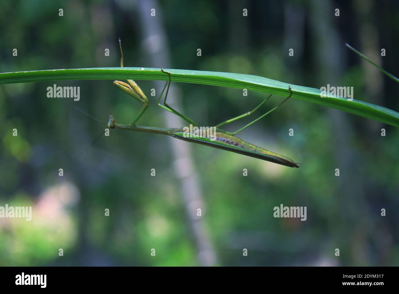 Ordo mantodea hi-res stock photography and images - Alamy