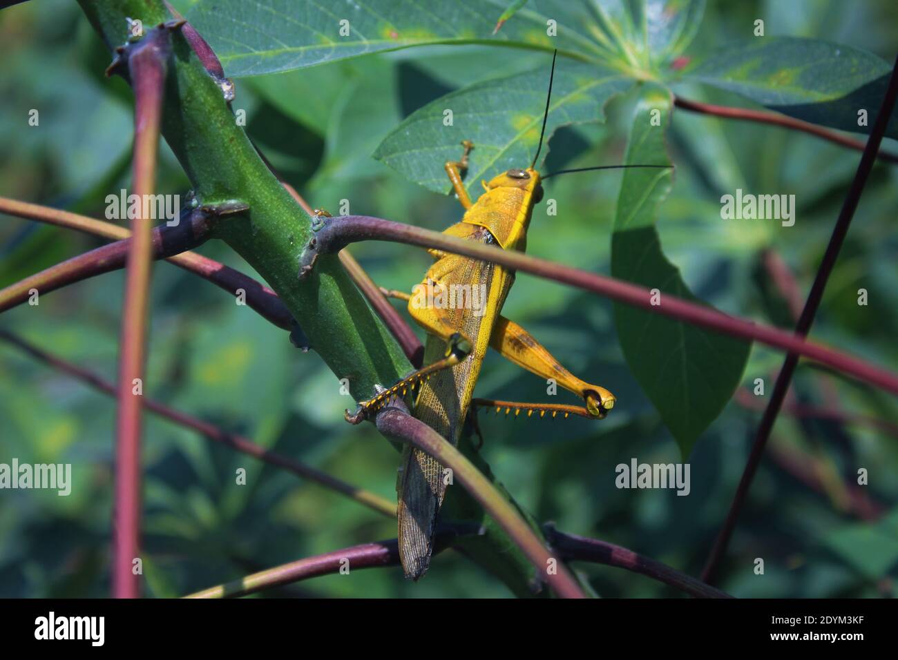 grasshoppers Acrididae are perched on the leaves Stock Photo - Alamy