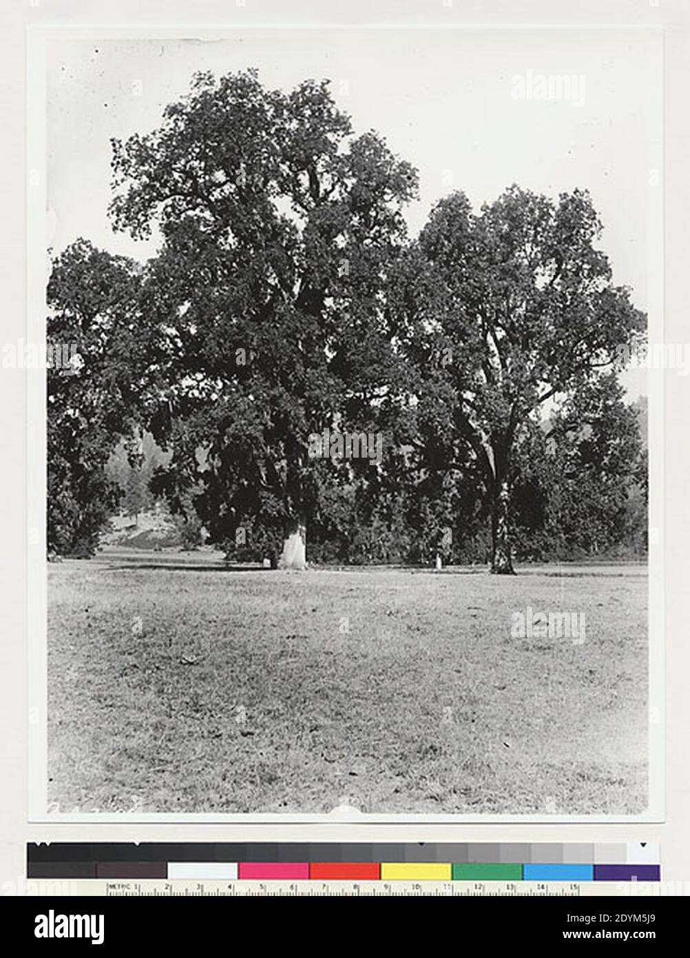 Laytonville hi-res stock photography and images - Alamy