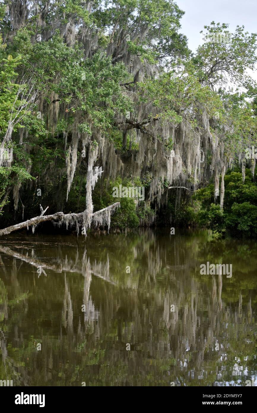 Swampy section of the bayou with trees and moss Stock Photo - Alamy